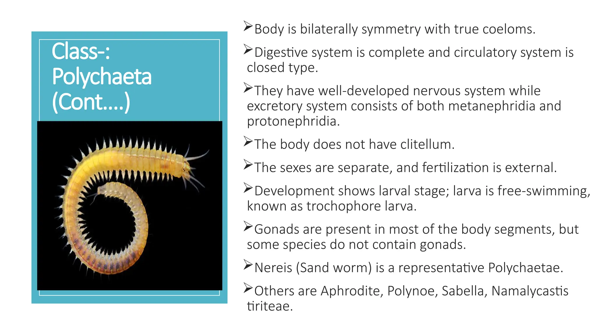 General characteristics of Phylum Annelida _ Arthropoda.pptx