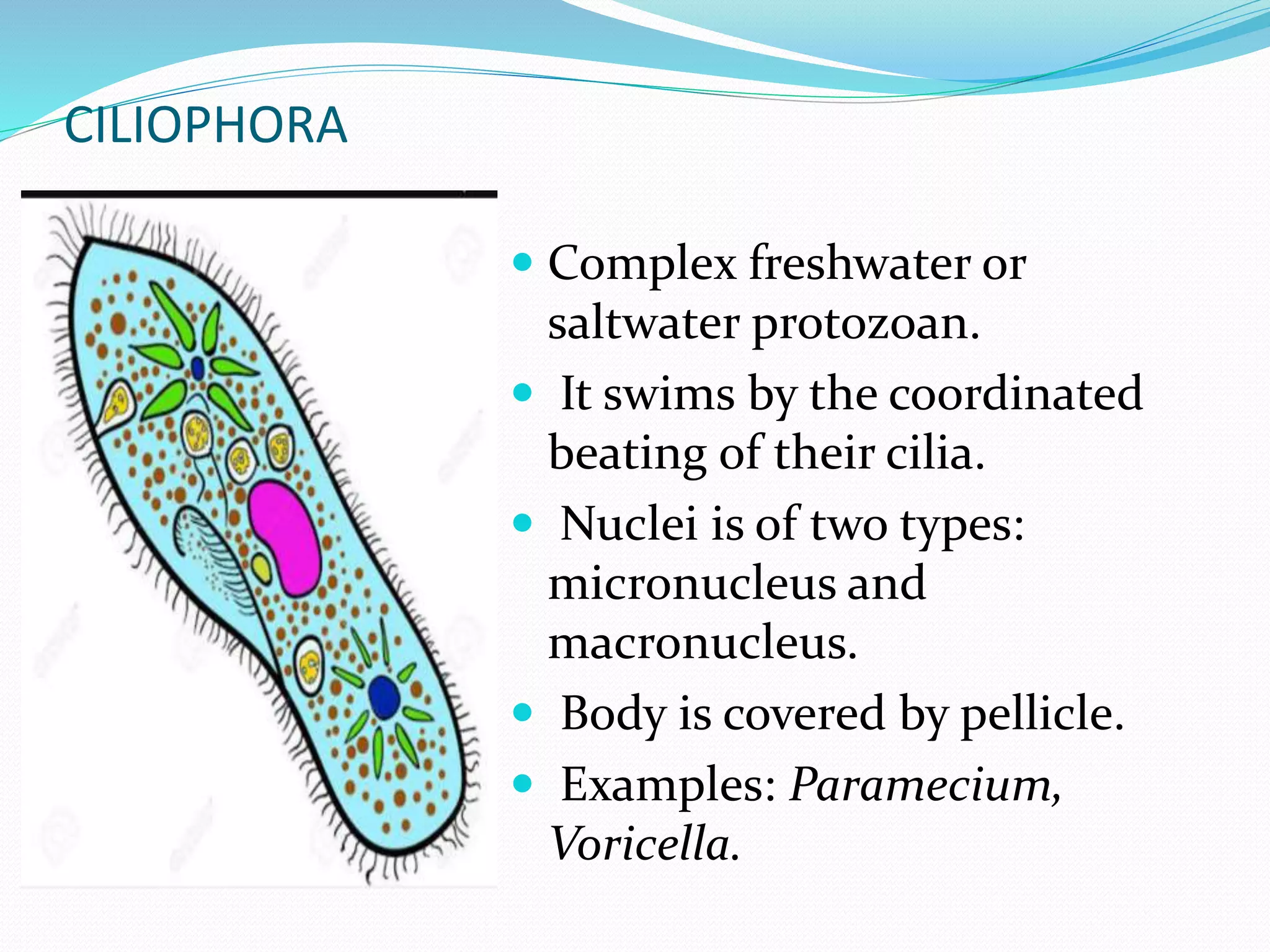 General characteristics of protozoa | PPTX