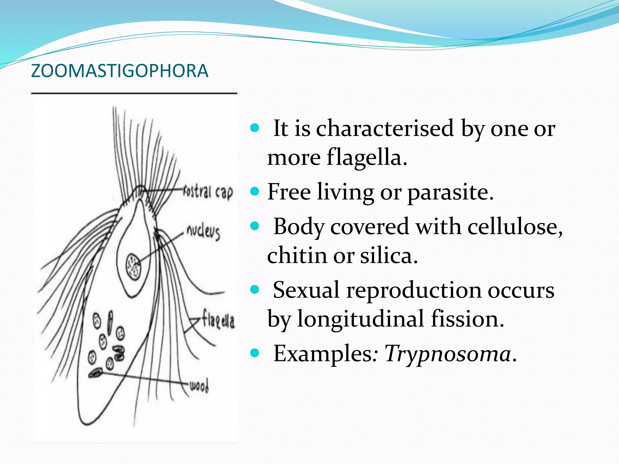 General characteristics of protozoa | PPTX