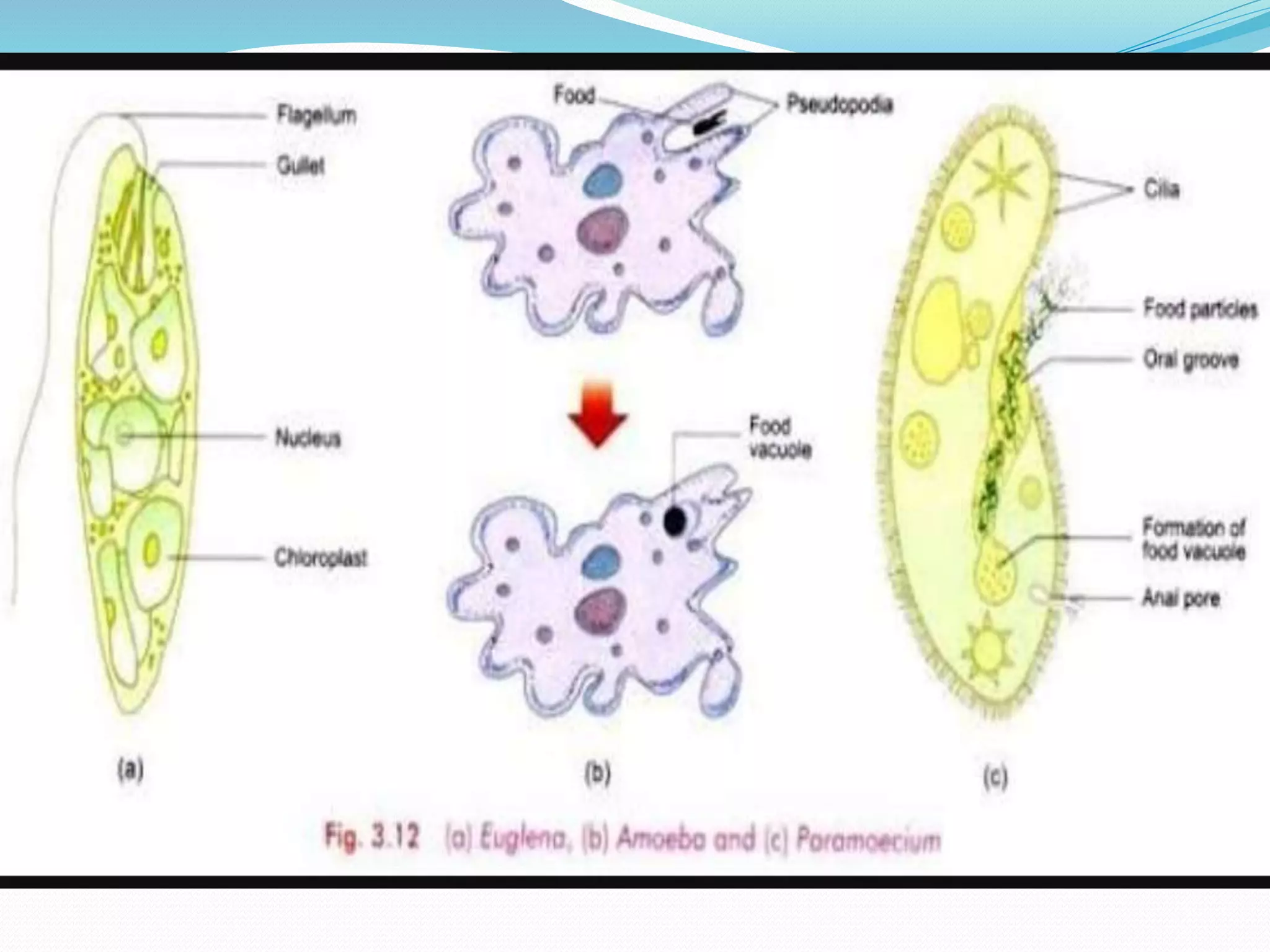 General characteristics of protozoa | PPTX