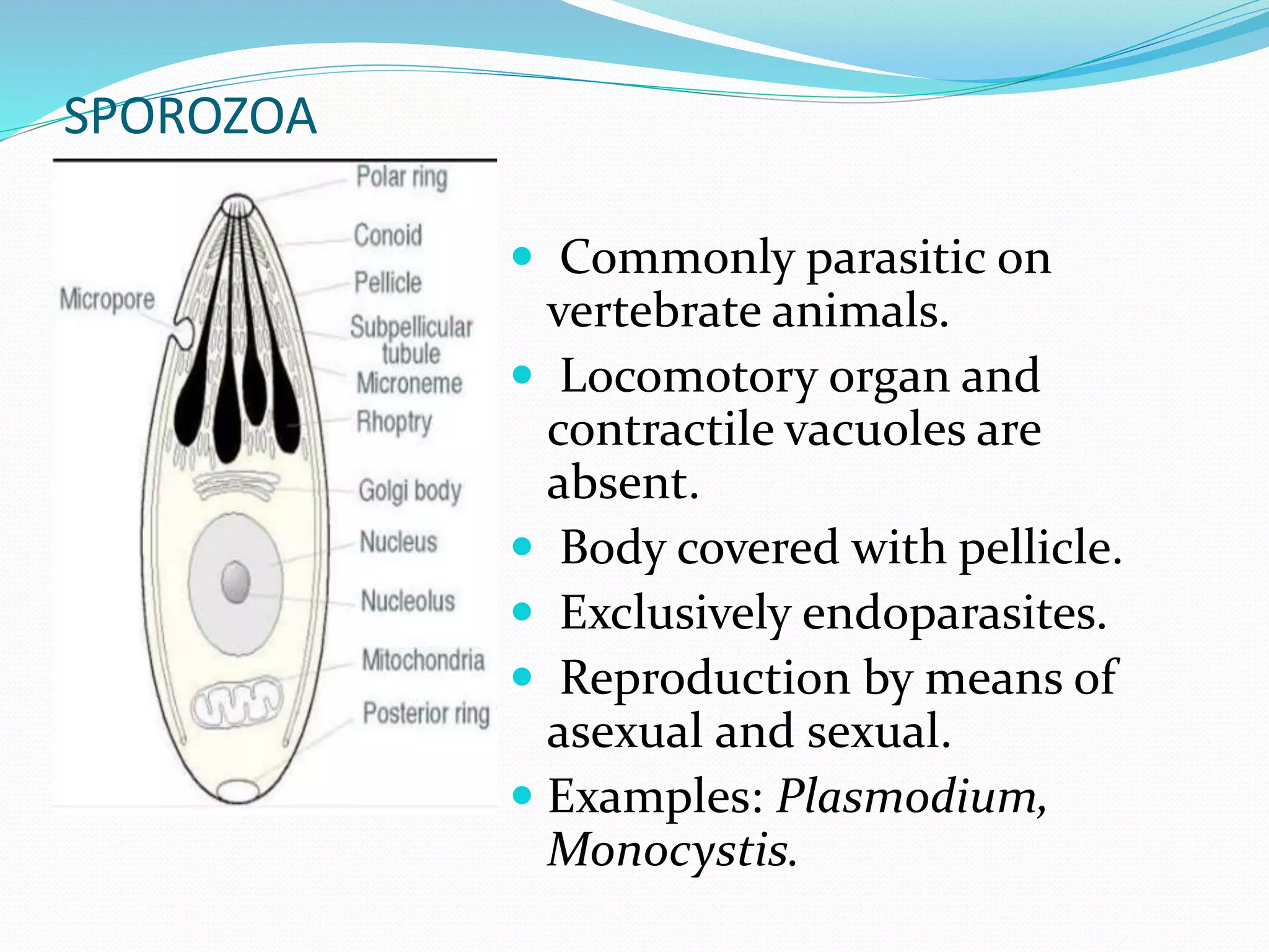 General characteristics of protozoa | PPTX