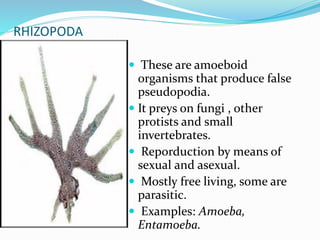 General characteristics of protozoa | PPTX