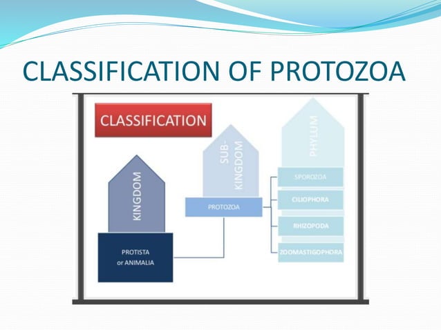 General characteristics of protozoa | PPTX