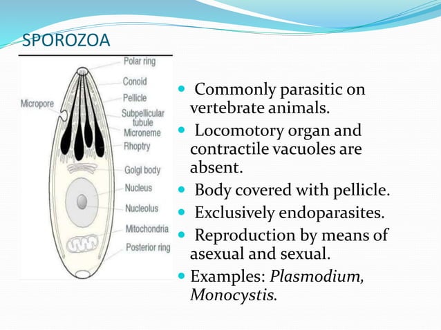 General characteristics of protozoa | PPTX