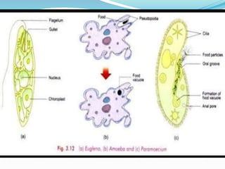 Protozoa Structure