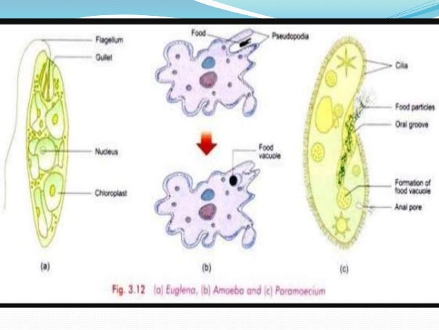 General characteristics of protozoa General characteristics of protozoa