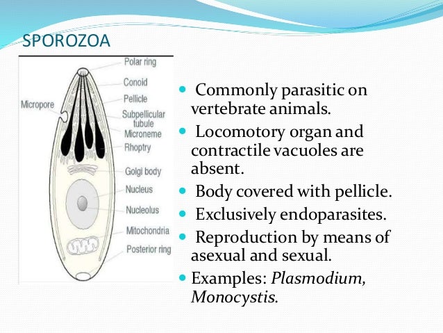General characteristics of protozoa General characteristics of protozoa