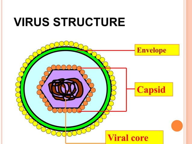 General characteristics of virus | PPTX | Biological Sciences | Science