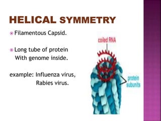 General characteristics of virus | PPTX