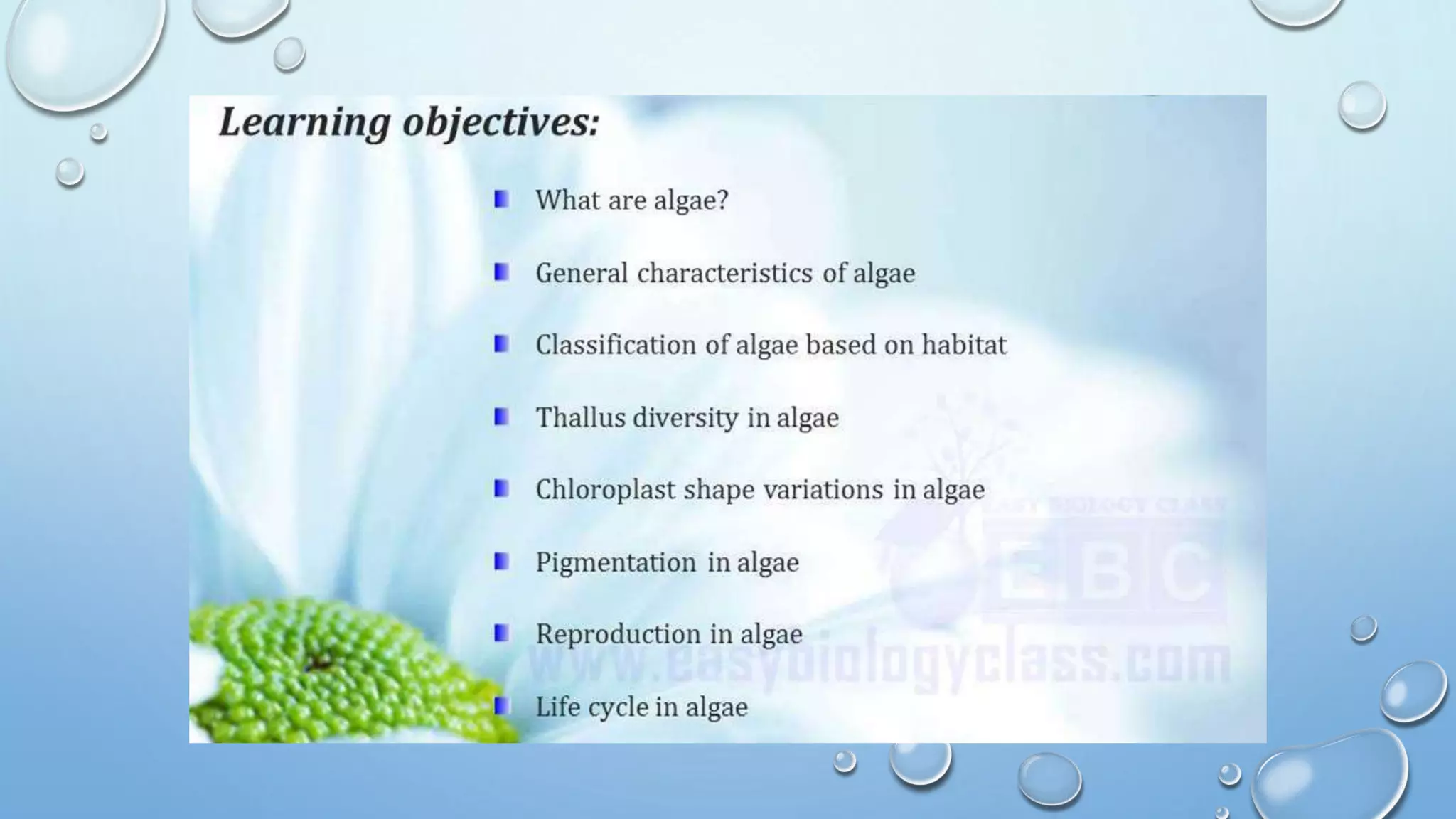 General character of Algae.pptx