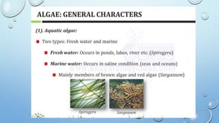 General character of Algae.pptx