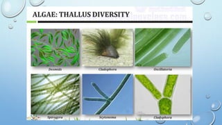 General character of Algae.pptx