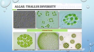 General character of Algae.pptx