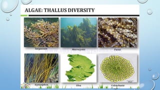 General character of Algae.pptx