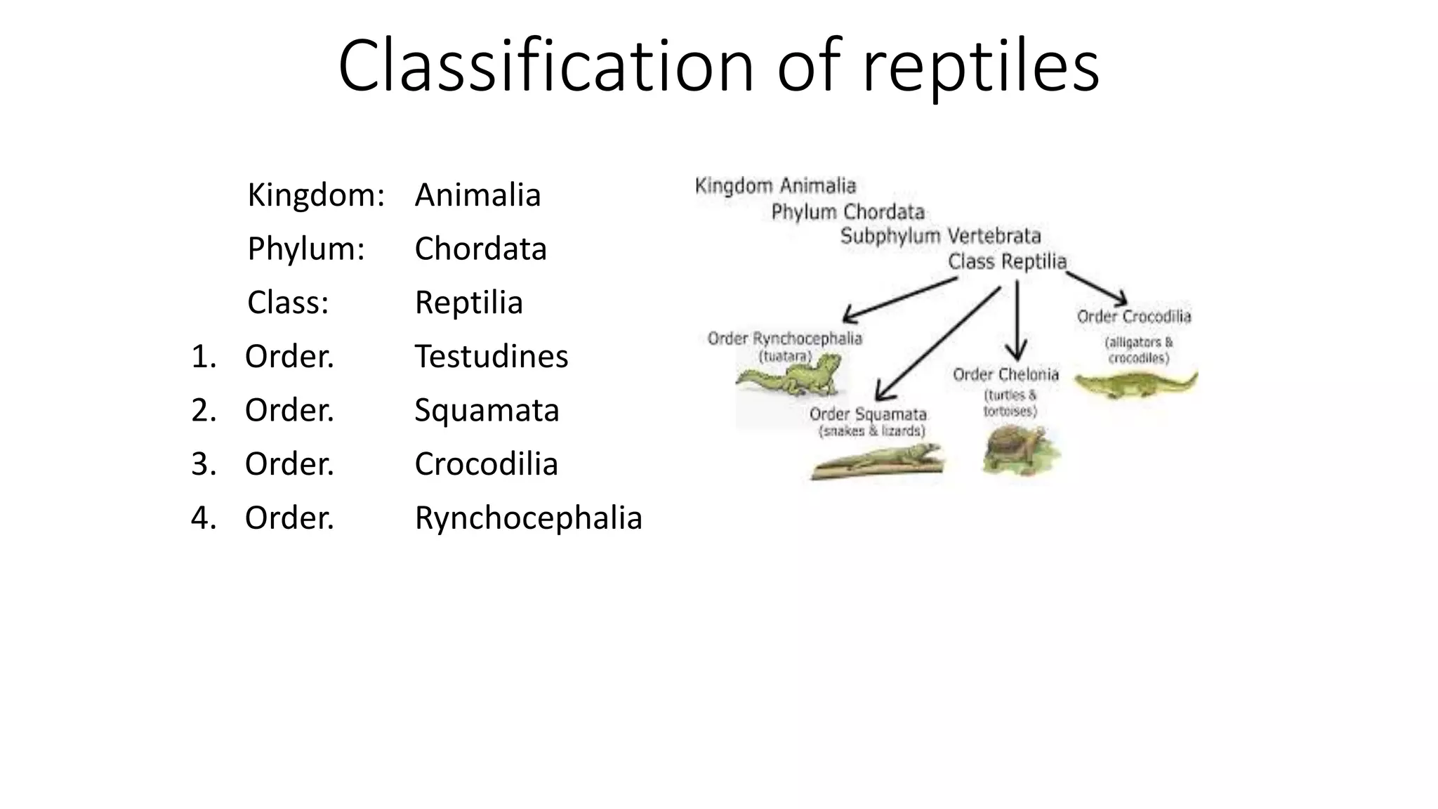 General character of reptiles | PPTX