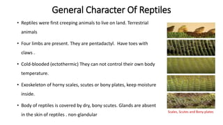 Class Reptilia Characteristics
