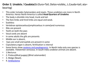 General characters amphibia | PPTX