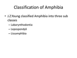 General characters amphibia | PPTX