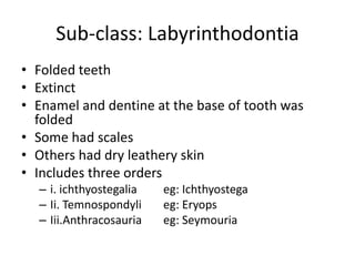 General characters amphibia | PPTX