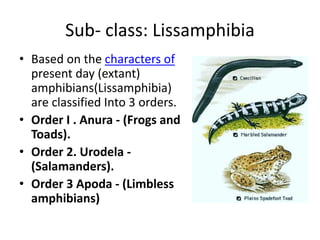 Classification Of Amphibians