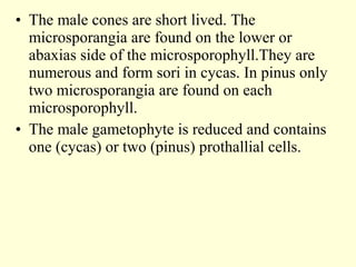 General characters and clasification of gymnosperm | PPT