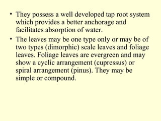 General characters and clasification of gymnosperm | PPT