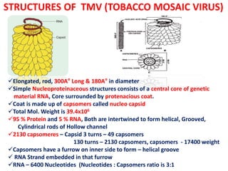 General characters and structure of viruses | PPT