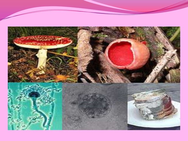 General charactersistics of fungi | PPTX