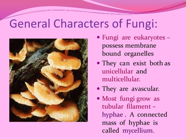 General charactersistics of fungi