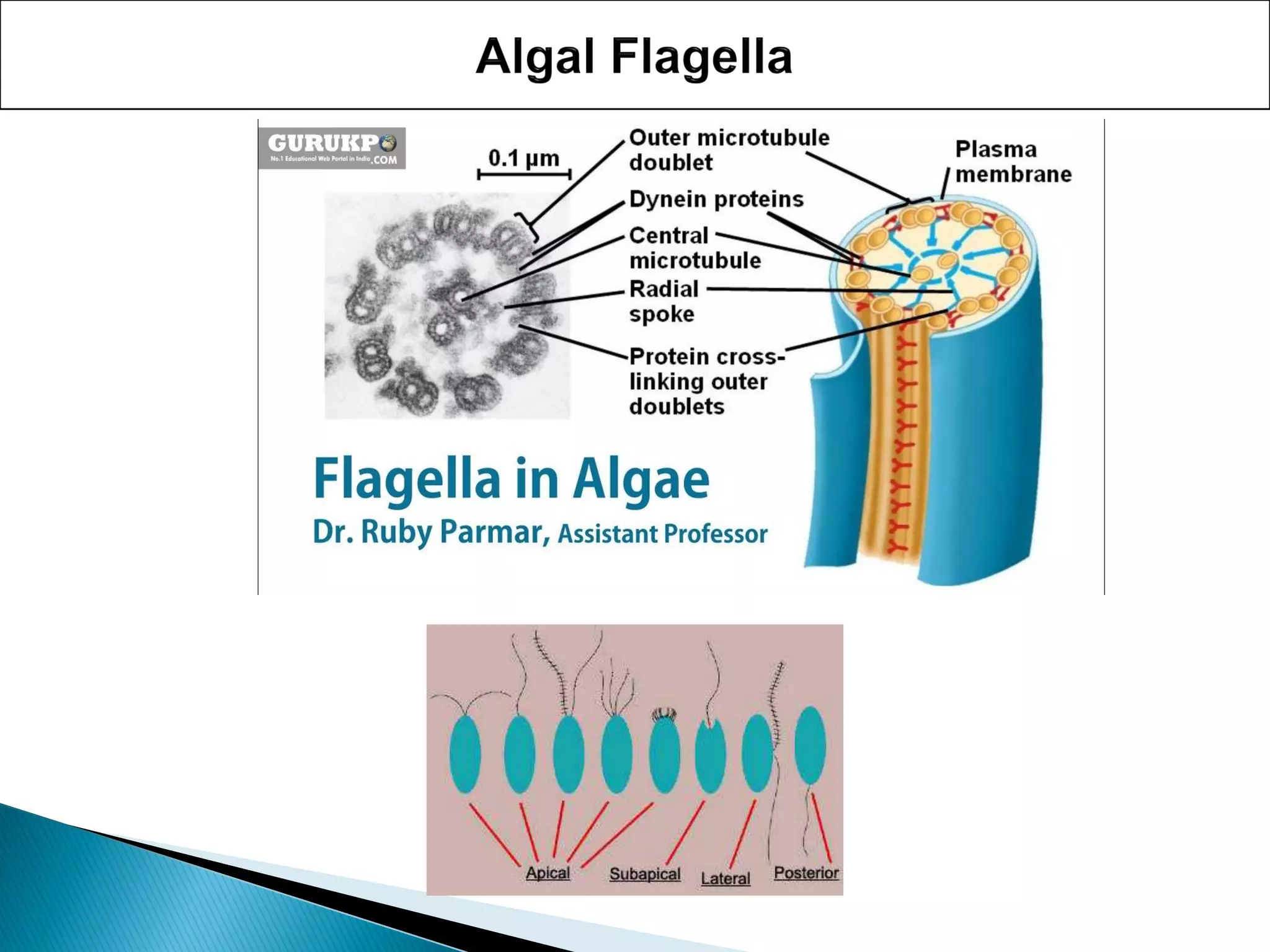 General characters of algae | PDF
