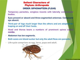 General_Characters_of_Arthropoda in.pptx