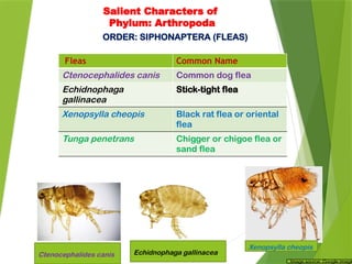 General_Characters_of_Arthropoda in.pptx