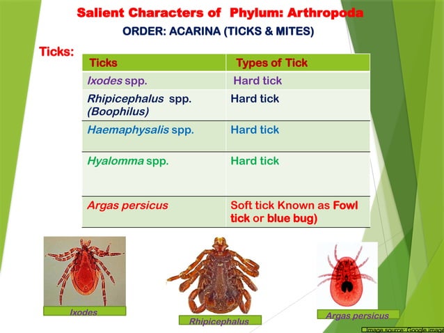 General_Characters_of_Arthropoda in.pptx