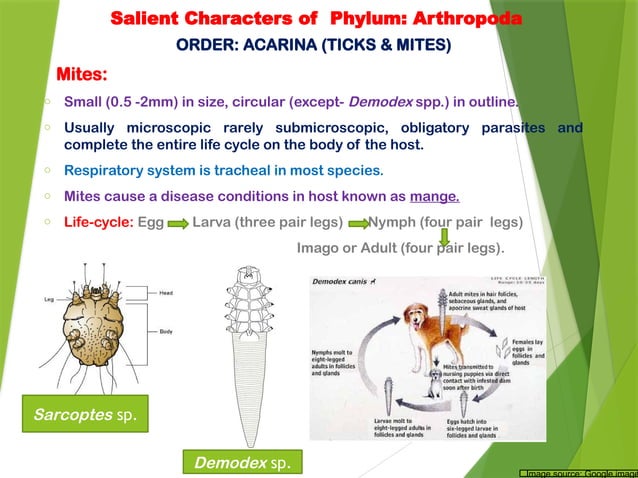 General_Characters_of_Arthropoda in.pptx