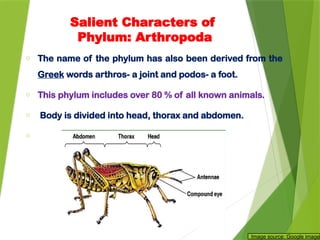 General_Characters_of_Arthropoda in.pptx