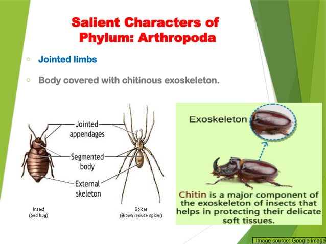 General_Characters_of_Arthropoda in.pptx