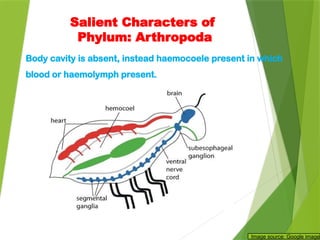 General_Characters_of_Arthropoda in.pptx