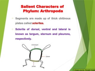General_Characters_of_Arthropoda in.pptx