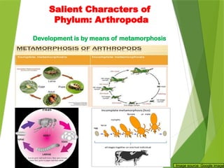 General_Characters_of_Arthropoda in.pptx