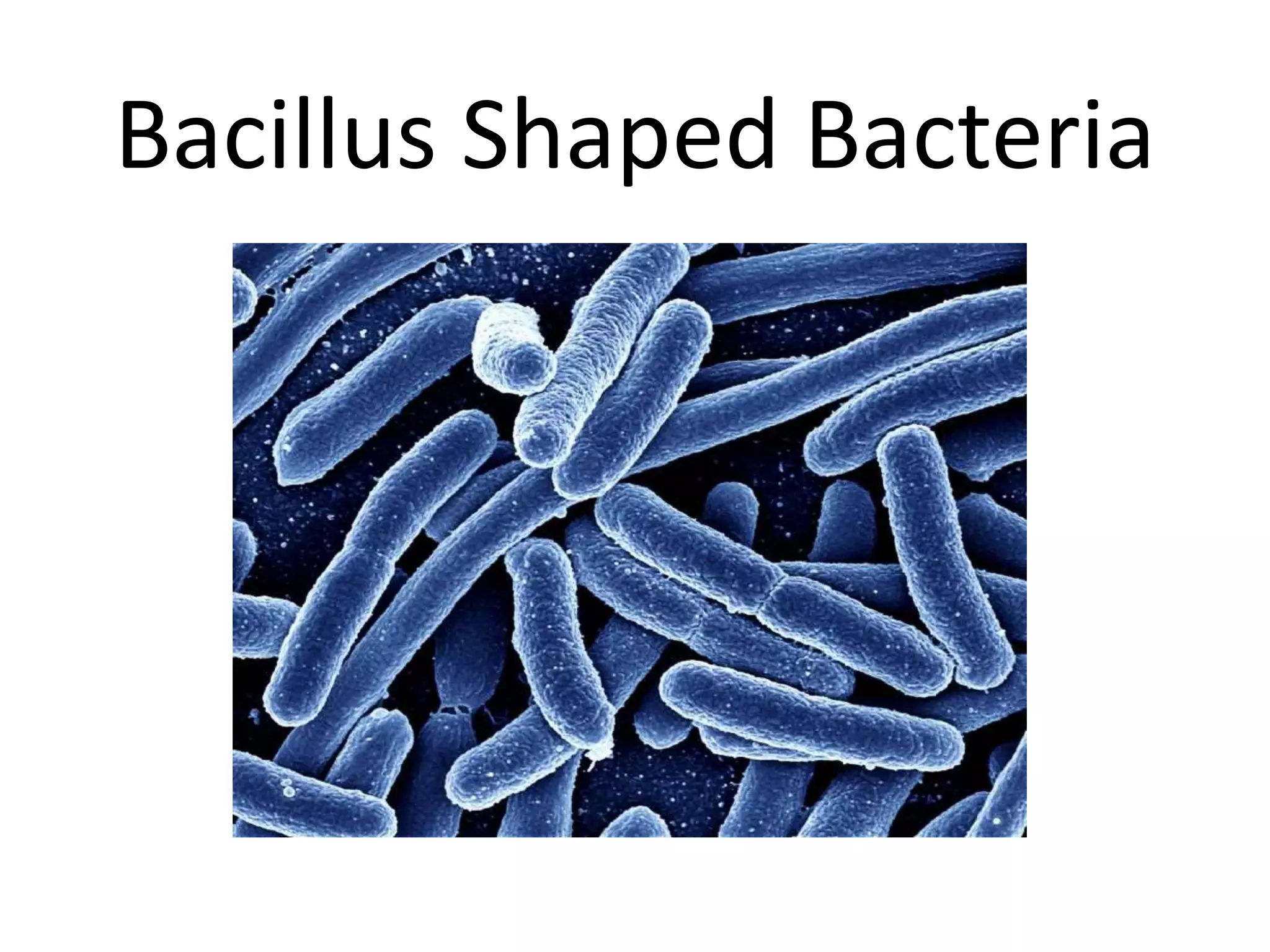 General characters of bacteria and clasification | PPTX | Lung and ...