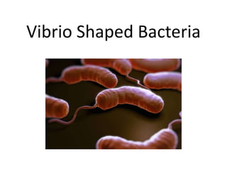 General characters of bacteria and clasification | PPTX