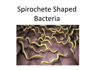 General characters of bacteria and clasification | PPTX