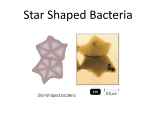 General characters of bacteria and clasification | PPTX