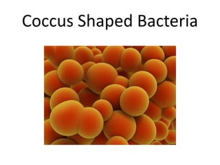 General characters of bacteria and clasification | PPTX