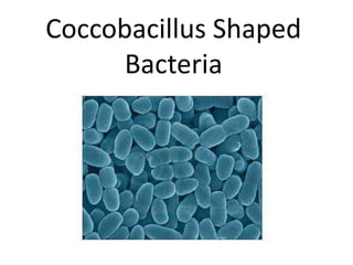 General characters of bacteria and clasification | PPTX | Lung and ...