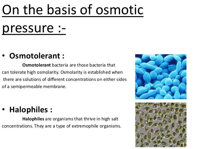 General characters of bacteria and clasification