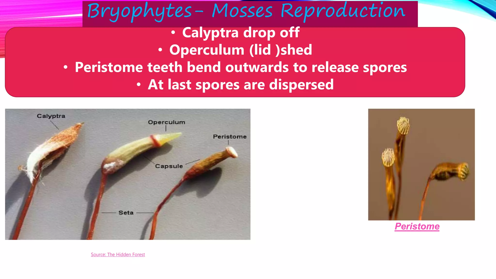 General characters of Bryophytes | PPTX