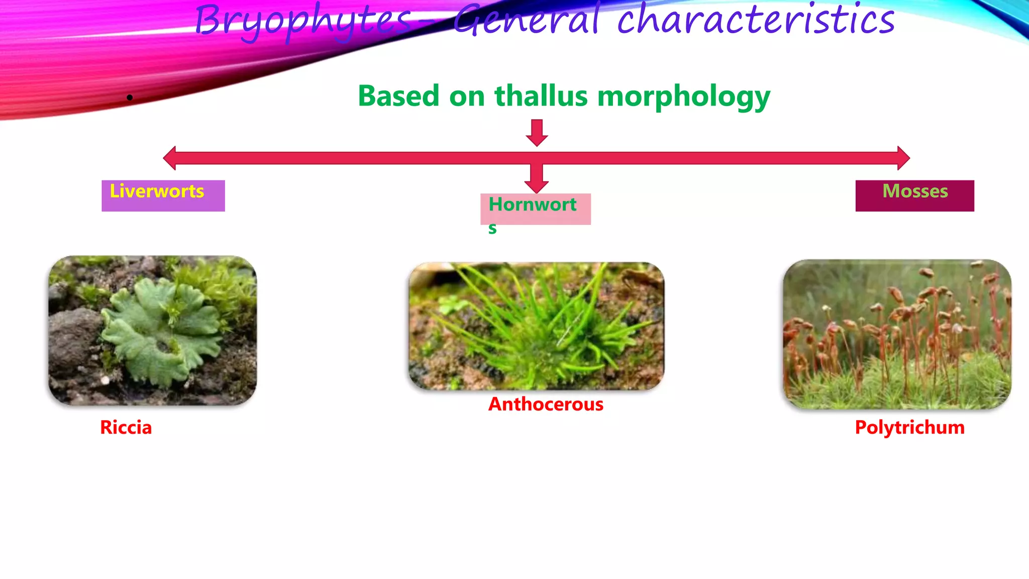 General characters of Bryophytes | PPTX