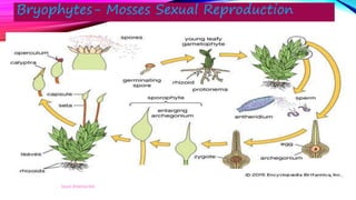 General characters of Bryophytes | PPTX