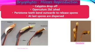 General characters of Bryophytes | PPTX